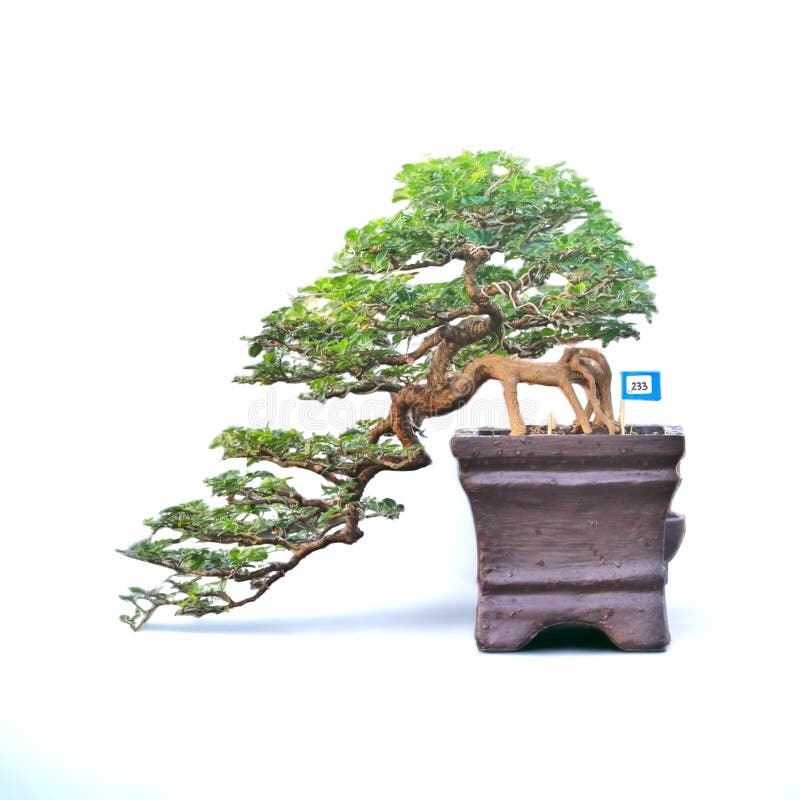 Mini Bonsai Ornamental Plants Stock Photo - Image of ornamental, tree ...