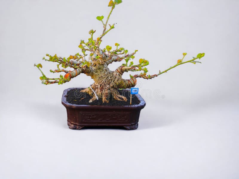 Mini Bonsai Ornamental Plants Stock Photo - Image of plants, ornamental ...