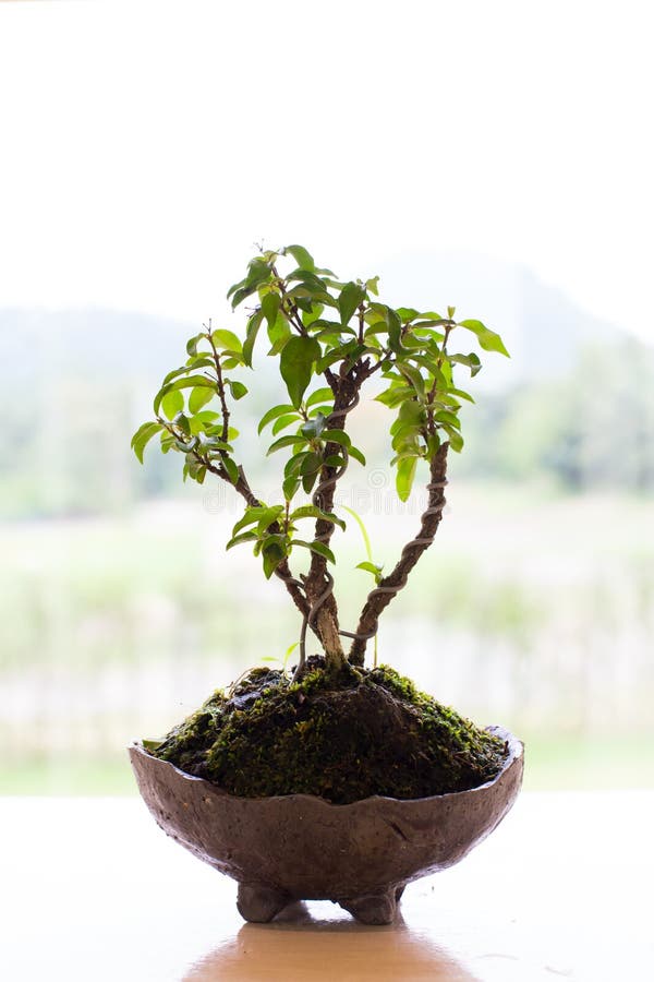 Mini Bonsai Baobab Tree Blossoming in a Park. Pink Flowers Stock Photo ...