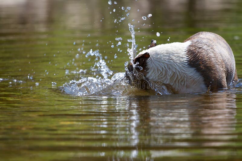 Mini Bull Terrier while Bathing Stock Photo - Image of house, white ...