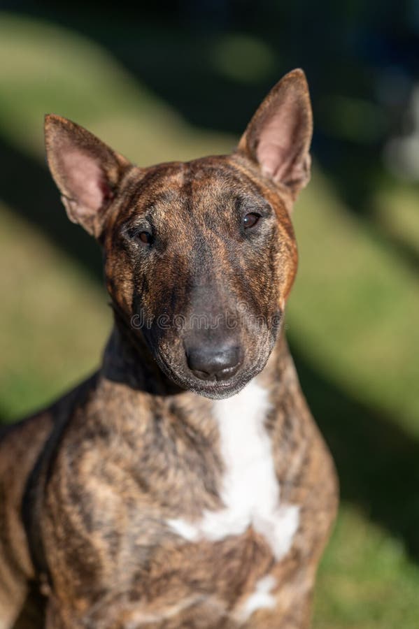 Mini Bull Terrier Looking Straight at the Camera Stock Image - Image of ...