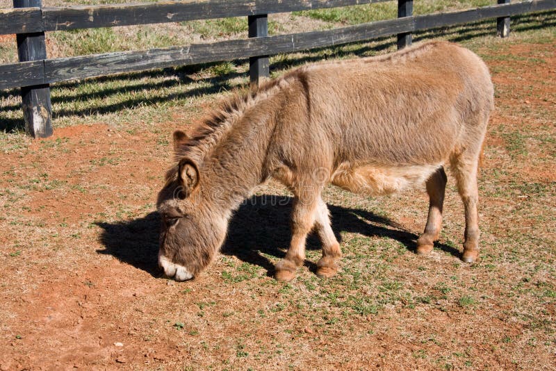 Mini Burro imagen de archivo. Imagen de mascota, afuera - 4260519