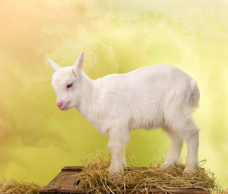 Mini cabra branca imagem de stock. Imagem de doméstico - 49837701