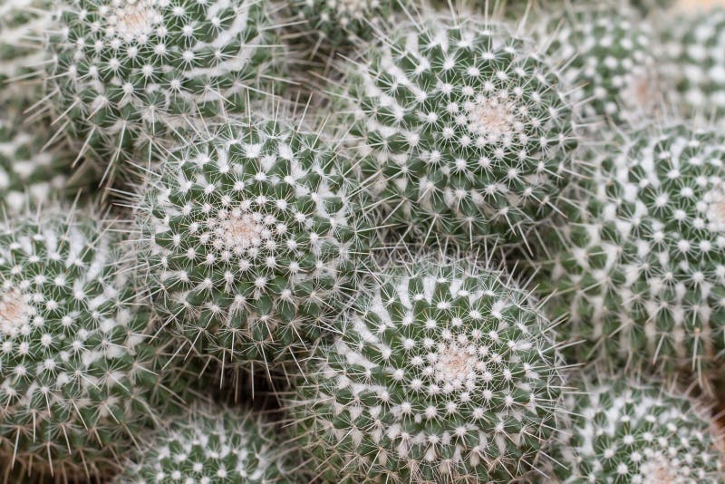 Mini Cacti with White Spines Stock Photo - Image of cactoideae, mini ...