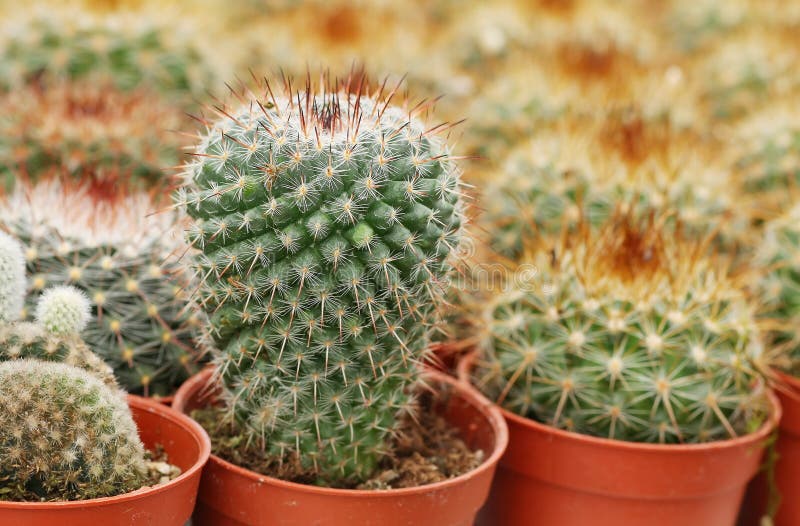 Mini cactus stock photo. Image of macro, mini, fresh - 20362748
