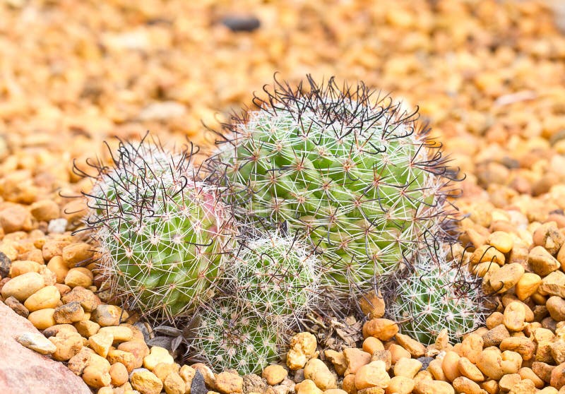 Mini cactus garden stock photo. Image of desert, detail - 23936344