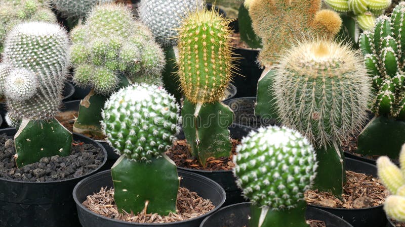 Mini Cactus or Cacti with Attractive Patterns and Colors Stock Photo ...