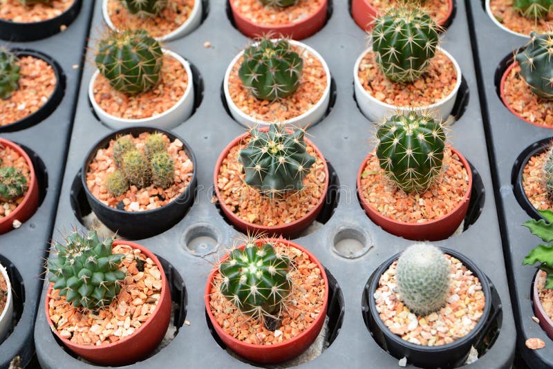 Mini cactus stock image. Image of colorful, small, macro - 42912269