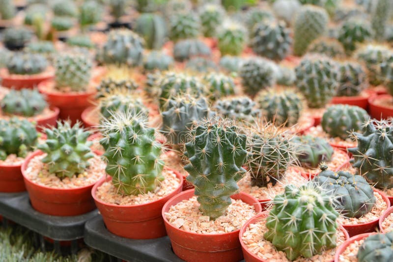 Mini cactus stock image. Image of flora, saguaro, macro - 42912359