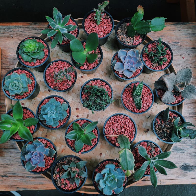 Mini Cactus Collection of Desert Plants Stock Photo - Image of leaf ...