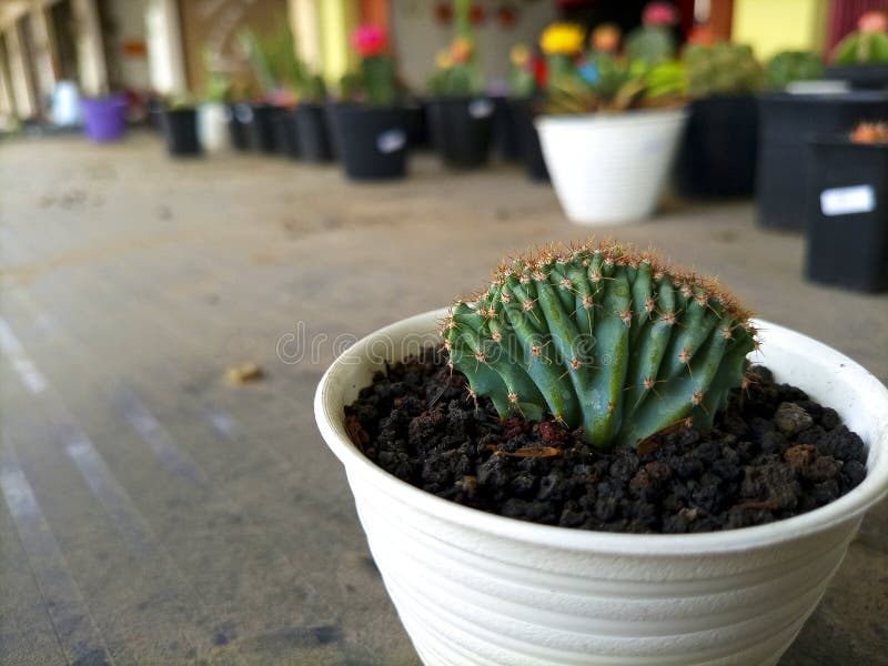 Mini Cactus Collection for Display on the Table Stock Photo - Image of ...