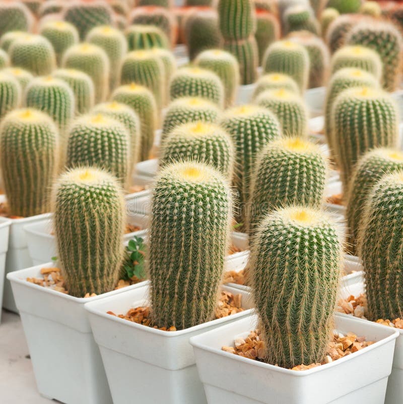 Mini Cactus stock image. Image of plant, small, dried - 77771509