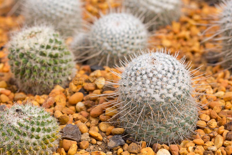 Mini cactus garden stock photo. Image of desert, detail - 23936344