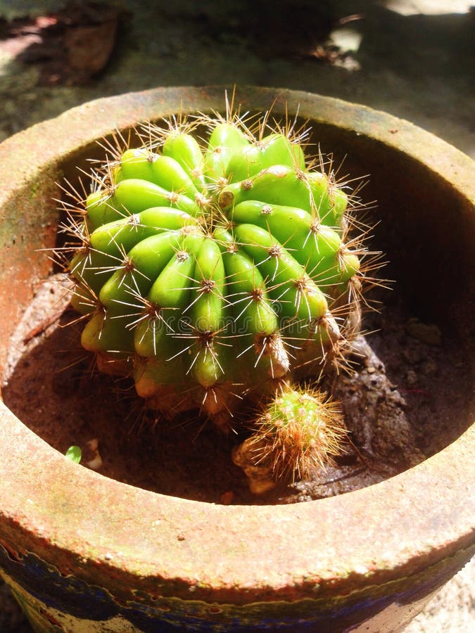 Mini cactus stock photo. Image of cactus, thailand, garden - 84265650