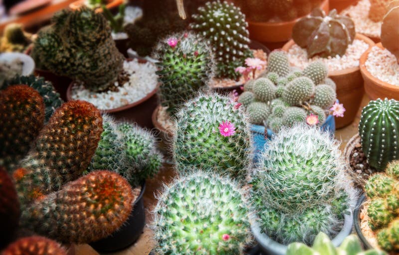 Mini Cactus in House Collections Stock Image - Image of fresh, cactus ...