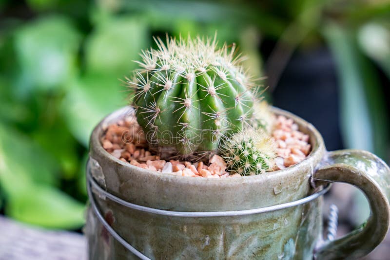 Mini cactus stock image. Image of nature, houseplant - 72153067