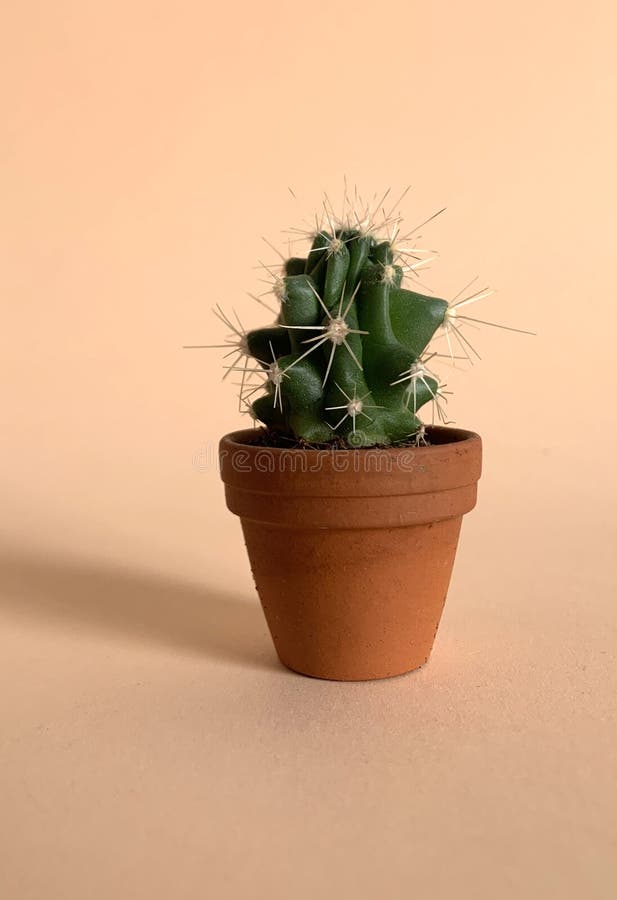 Mini Cactus Isolated. Cute Small Cactus in Mini Pot. Flower Grow Stock ...