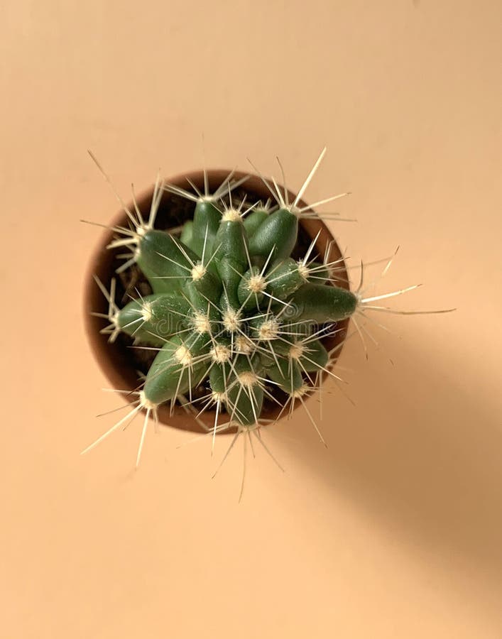 Mini Cactus Isolated. Cute Small Cactus in Mini Pot. Flower Grow Stock ...