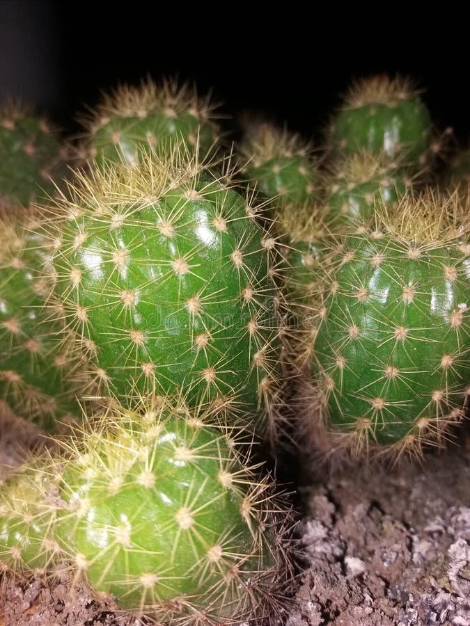 Mini cactus in the night stock image. Image of wildflower - 201304407