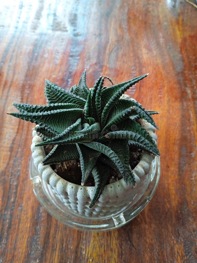 Mini Cactus Ornamental Plant Stock Image - Image of flower, herb: 251006179