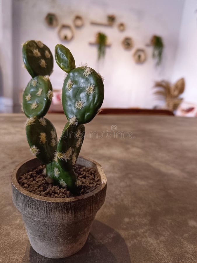 Mini Cactus Plant on Cafe Table As Decoration Set Stock Photo - Image ...