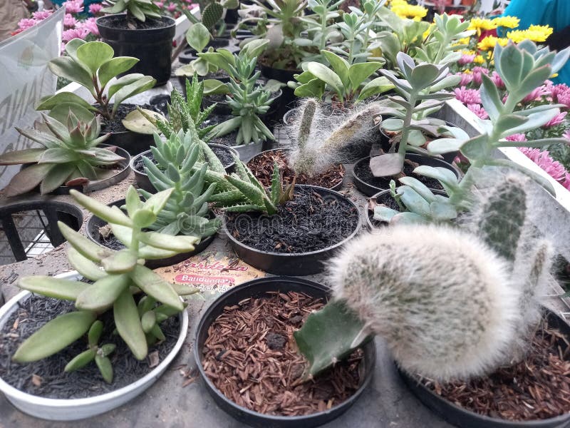 Mini Cactus Plant in Flowerpot. Stock Image - Image of mini, happily ...