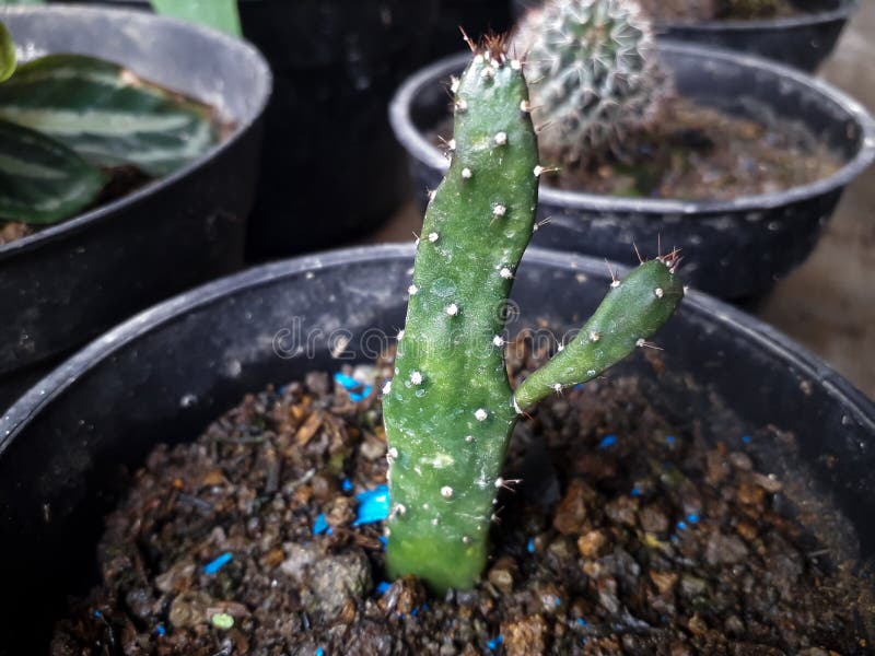 Mini Cactus Plant in the Garden Stock Image - Image of tree, plant ...