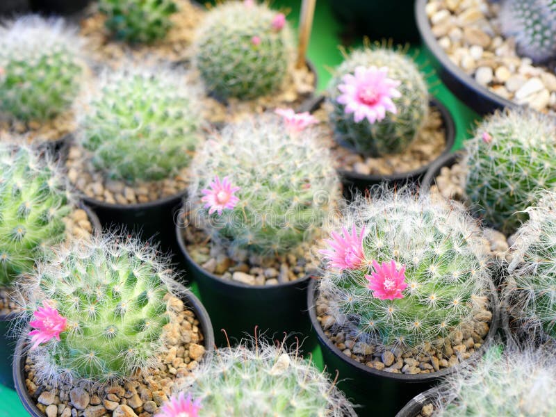 Mini Cactus stock image. Image of mini, desert, plant - 95916301