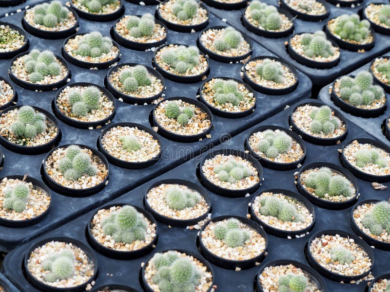 Mini Cactus Plant on the Pot Stock Image - Image of flower, cute: 155018455