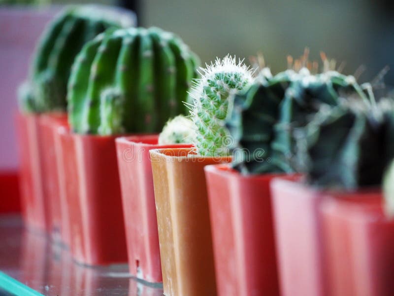 Mini Cactus Plant on the Pot Stock Photo - Image of cactus, home: 154794876