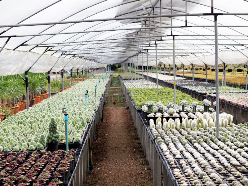 Mini Cactus Plant on the Pot Stock Photo - Image of collection, design ...