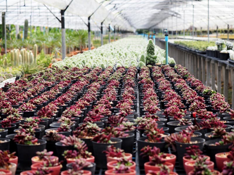 Mini Cactus Plant on the Pot Stock Image - Image of botany, flower ...