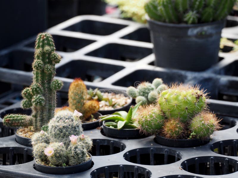 Mini Cactus Plant on the Pot Stock Photo - Image of mini, fresh: 174440280