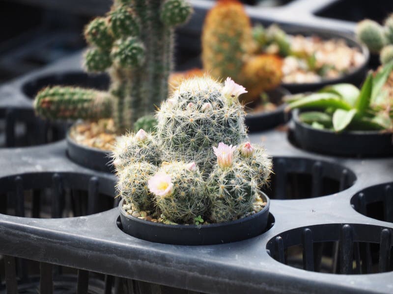 Mini Cactus Plant on the Pot Stock Photo - Image of natural, decoration ...