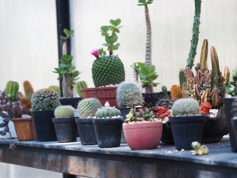 Mini Cactus Plant on the Pot Stock Photo - Image of growth, leaf: 174562882