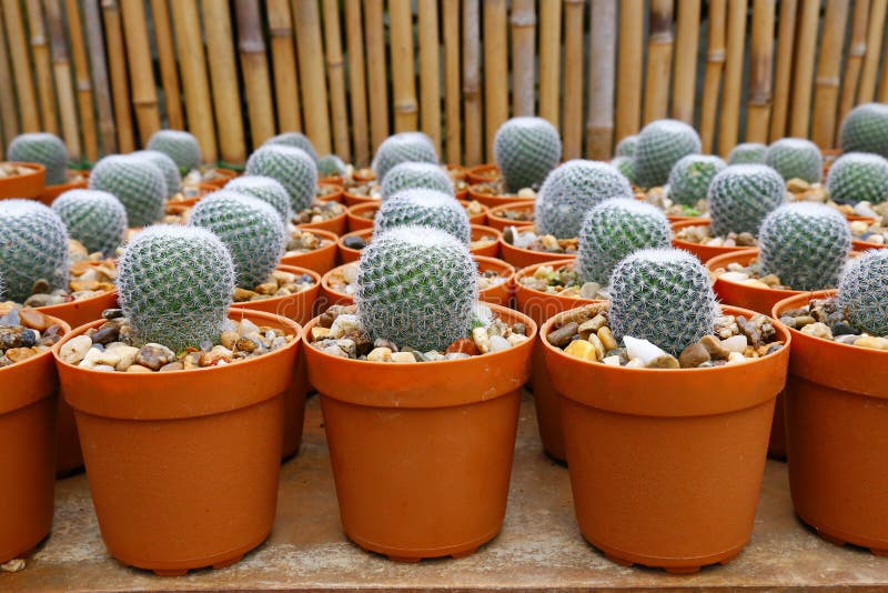 Mini cactus plants. stock photo. Image of gardening - 108149984