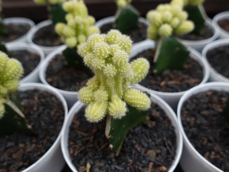 Mini cactus in a pot stock photo. Image of backdrop - 255197922
