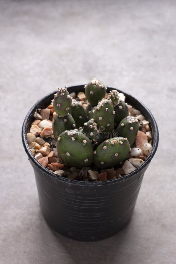 Mini cactus in pots stock image. Image of sharp, green - 38075717