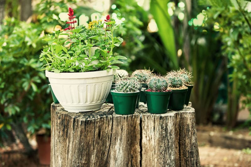 Mini Cactus Pots on Tree Stump Stock Image - Image of garden, fresh ...