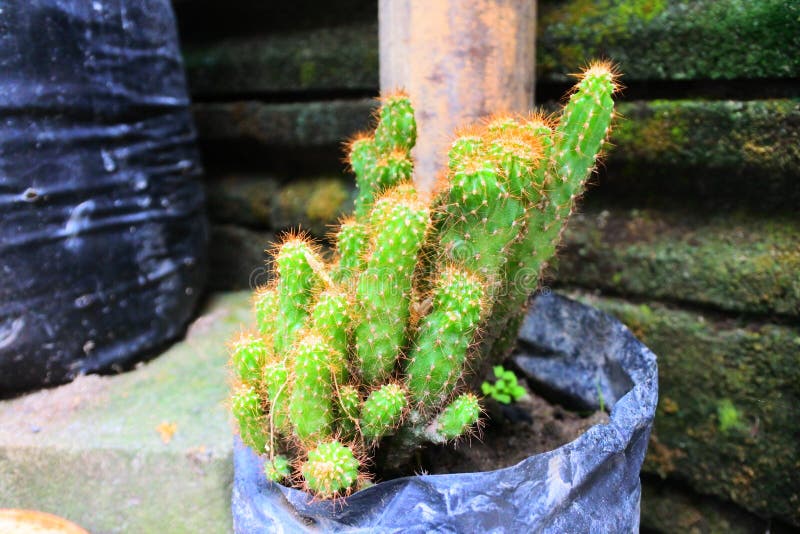 Mini Cactus Sprout stock image. Image of food, nature - 233011903