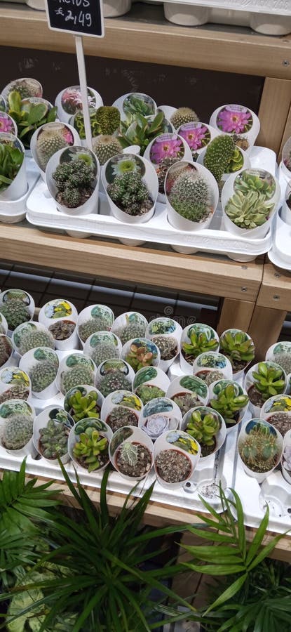 Mini cactus trees stock photo. Image of cactus, trees - 221460408