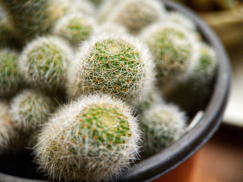 Mini Cactuses that are Cute Plants.. Stock Image - Image of flowerpot ...