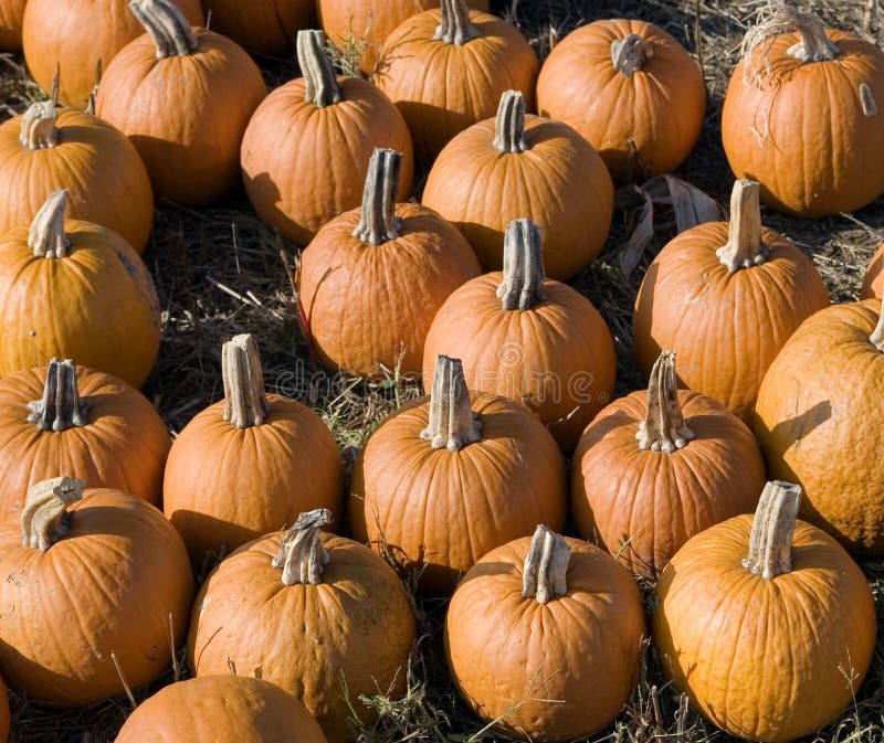 Mini Pumpkins Imagen. Imagen: 317994