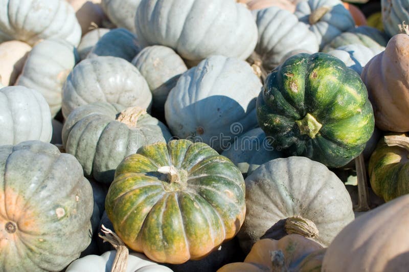 Mini calabazas verdes imagen de archivo. Imagen de halloween - 21804625