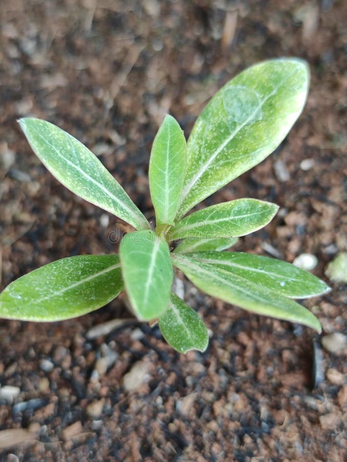 Mini camboya imagen de archivo. Imagen de vida, verde - 222116707