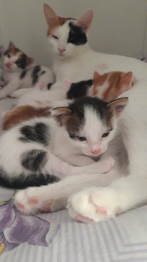 Mini Cat and Mother Cat Happy Stock Image - Image of black, grey: 327848767