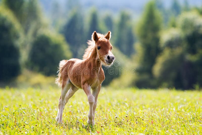 Mini cavalo foto de stock. Imagem de mini, animal, campo - 26284754