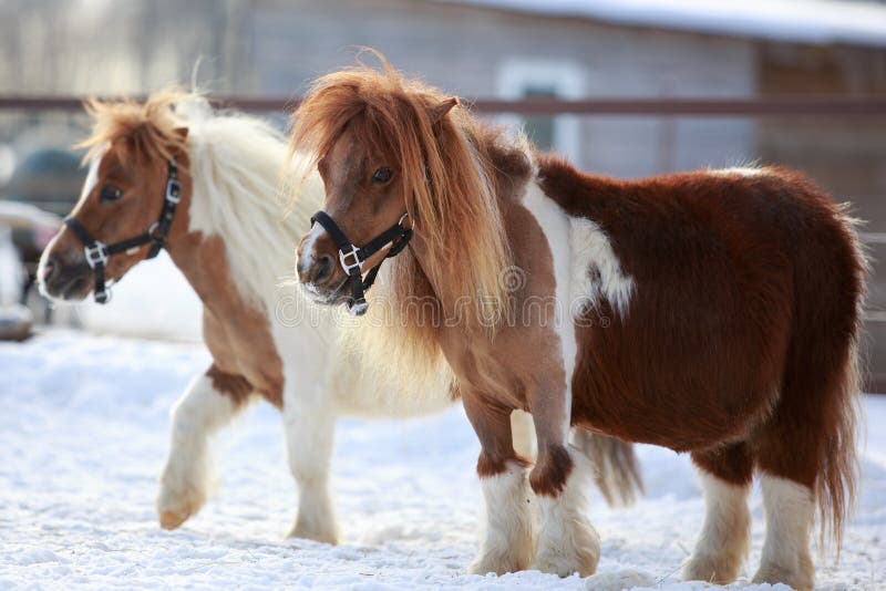 Mini cavalo foto de stock. Imagem de neve, animal, pônei - 29379456