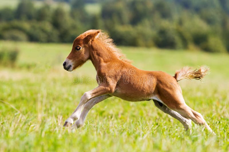 Mini Cavalo Falabella Do Potro Imagem de Stock - Imagem de livre ...