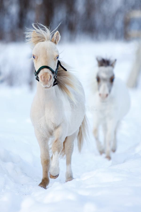 Mini cavalos imagem de stock. Imagem de cavalo, nave - 29379313
